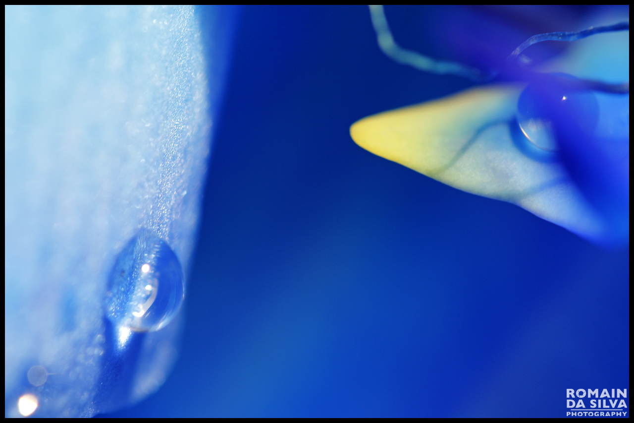 Homepage [www.romaindasilva.com]